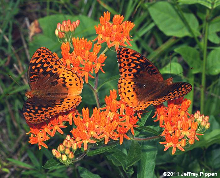Great Spangled Fritillary (Speyeria cybele)