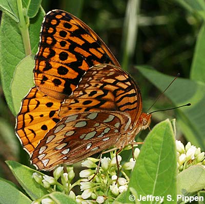 Great Spangled Fritillary (Speyeria cybele)