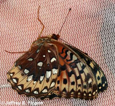 Great Spangled Fritillary (Speyeria cybele)