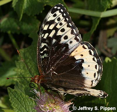 Great Spangled Fritillary (Speyeria cybele)