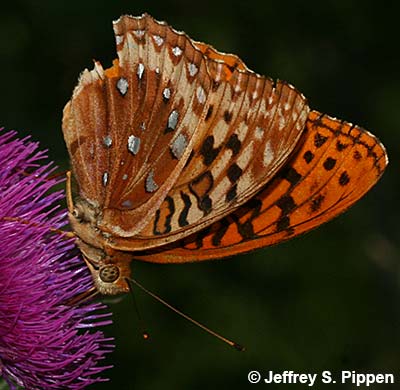 Great Spangled Fritillary (Speyeria cybele)