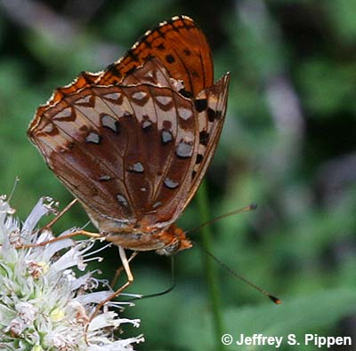 Great Spangled Fritillary (Speyeria cybele)