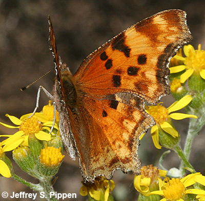 Hoary Comma (Polygonia gracilis)