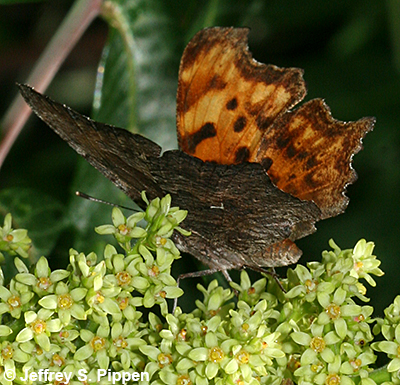 Hoary Comma (Polygonia gracilis)