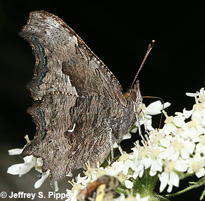 Hoary Comma (Polygonia gracilis)