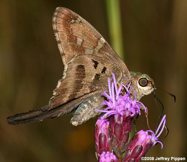 Long-tailed Skipper (Urbanus proteus)