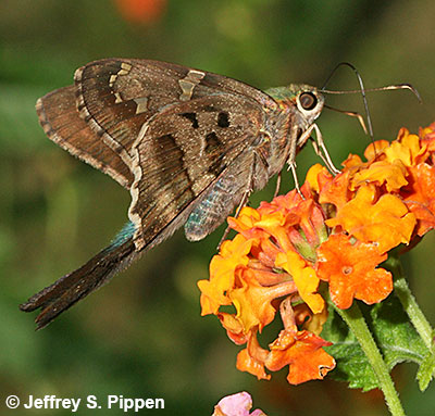 Long-tailed Skipper (Urbanus proteus)