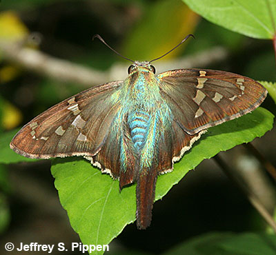 Long-tailed Skipper (Urbanus proteus)