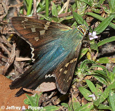 Long-tailed Skipper (Urbanus proteus)