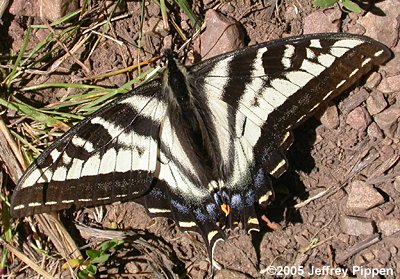 Utah Swallowtails