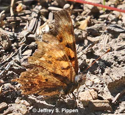 Hoary Comma (Polygonia gracilis)