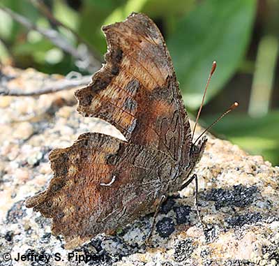 Hoary Comma (Polygonia gracilis)