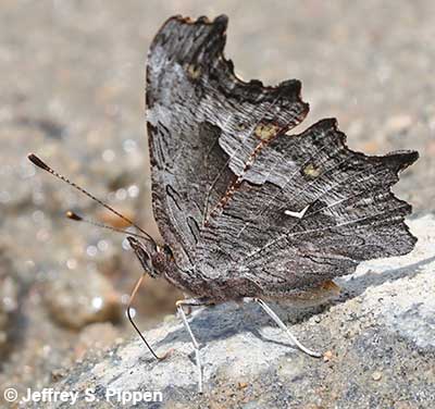 Hoary Comma (Polygonia gracilis)