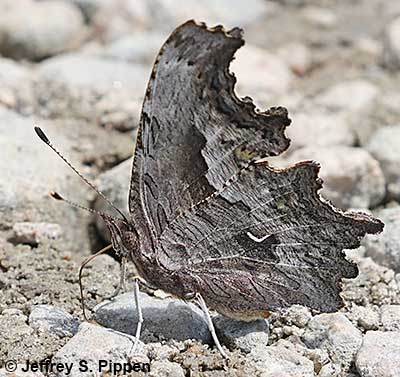 Hoary Comma (Polygonia gracilis)