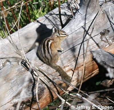 Yellow-pine Chipmunk (Neotamias amoenus)