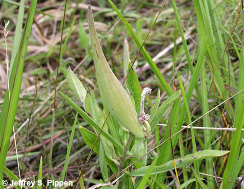 Asclepias (milkweed)