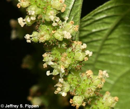 Boehmeria (false-nettle)