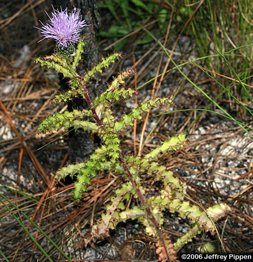 Cirsium (thistle)