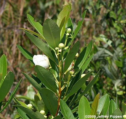 Gordonia (loblolly bay)