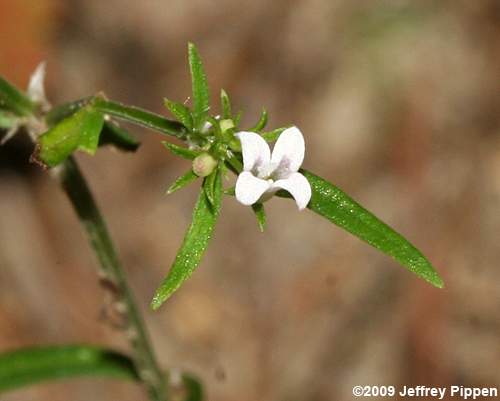 Houstonia (bluets)