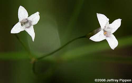 Houstonia (bluets)