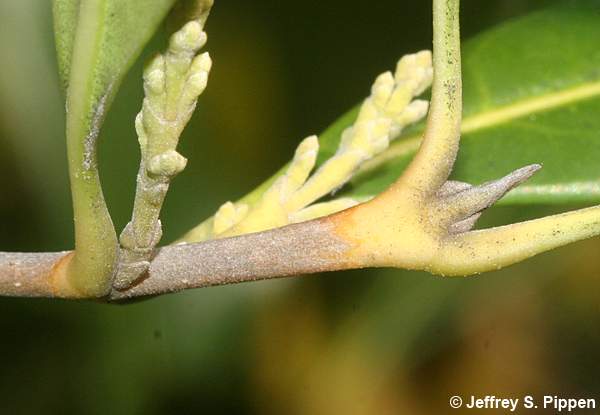 Osmanthus (devilwood, wild olive)